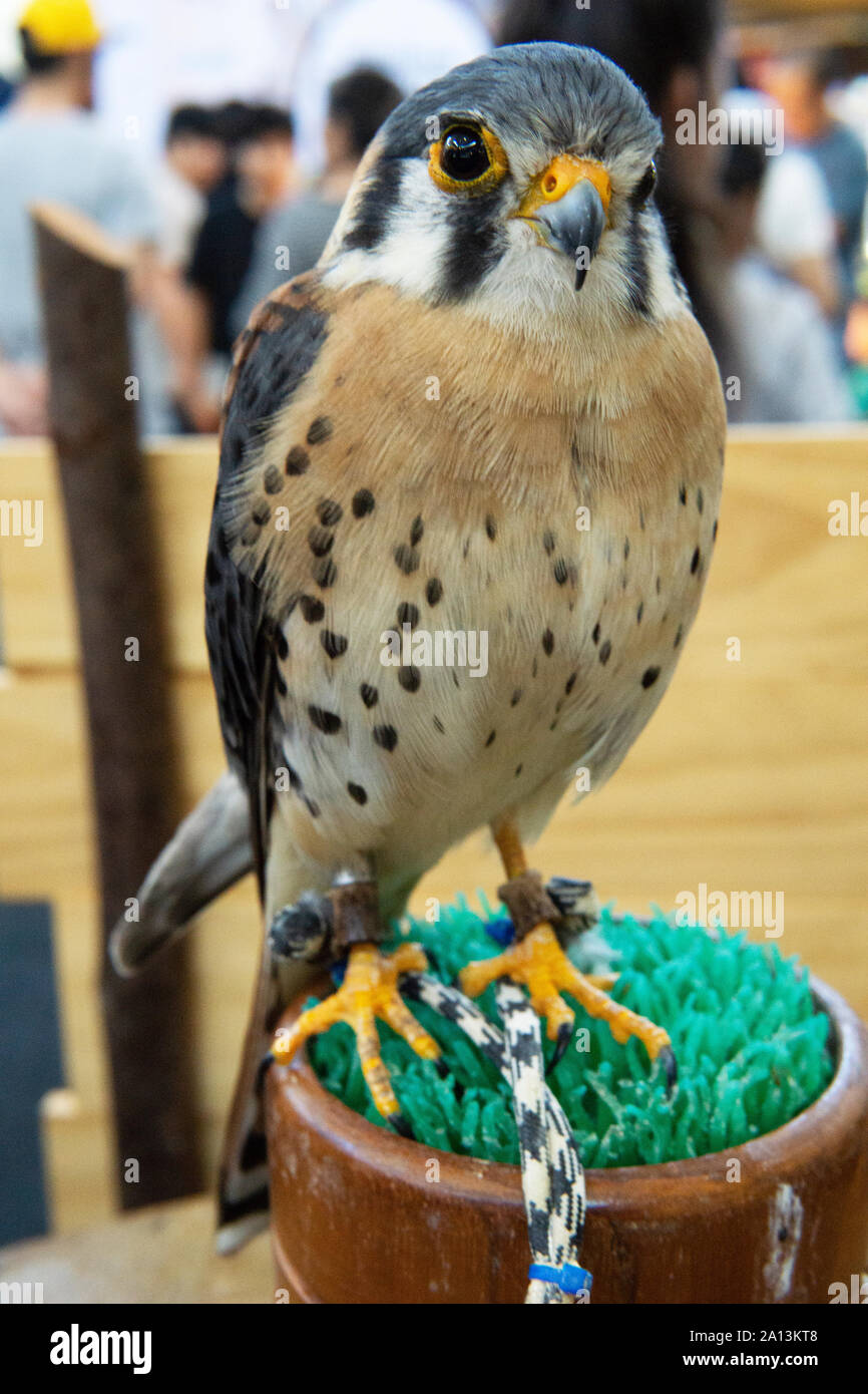 An exotic bird on display in a birds and wildlife exhibition show Stock ...