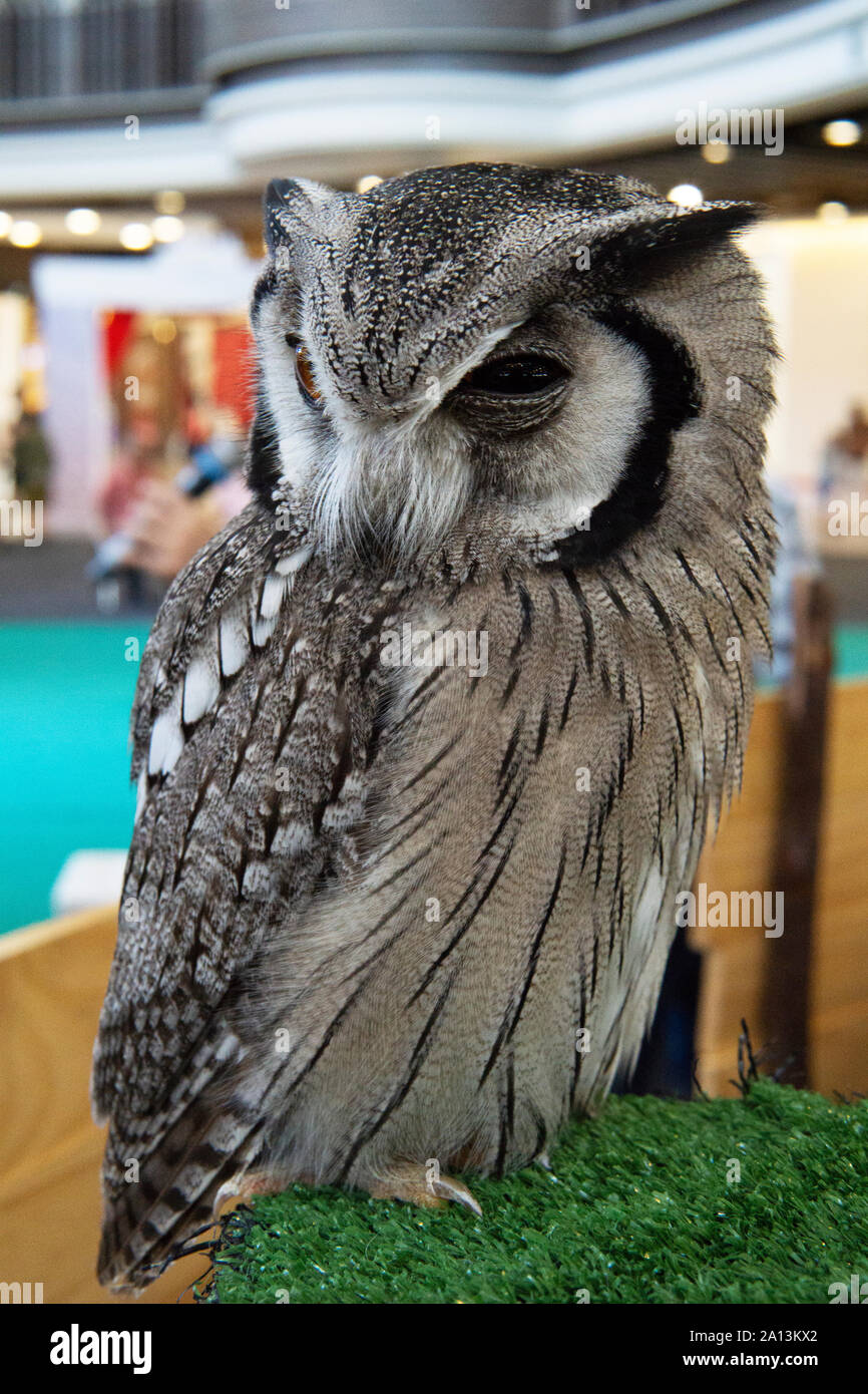 An owl on display in a birds and wildlife exhibition Stock Photo - Alamy