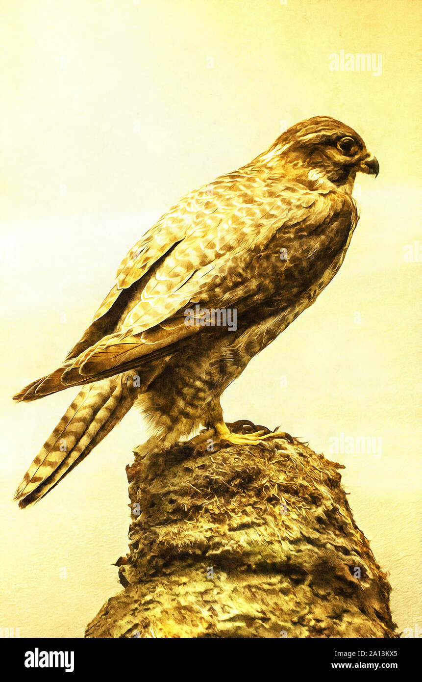 Falco Rusticolus Illustration High Resolution Stock Photography and ...