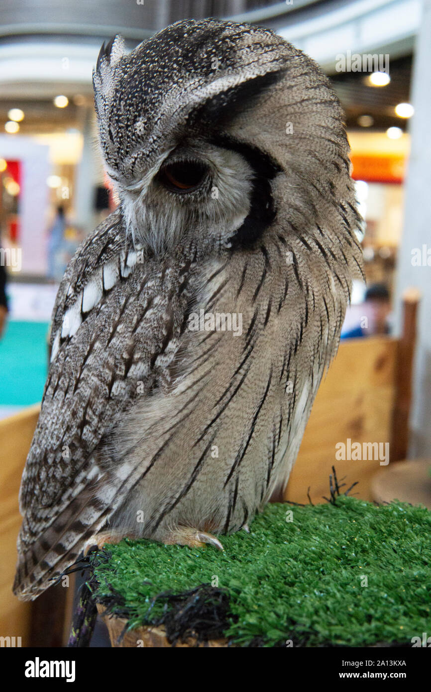 Wildlife exhibition hi-res stock photography and images - Alamy