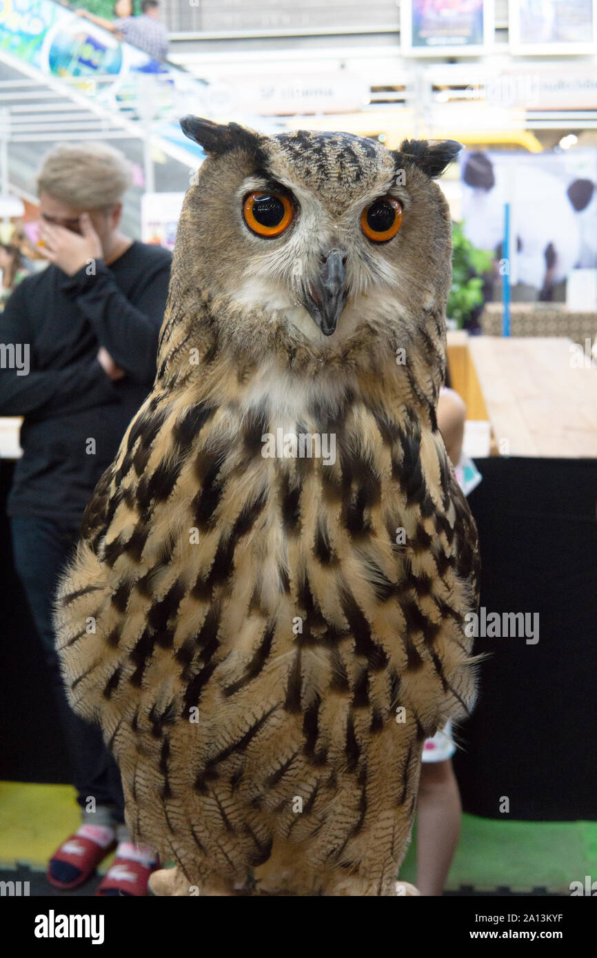 An owl on display in a birds and wildlife exhibition Stock Photo - Alamy