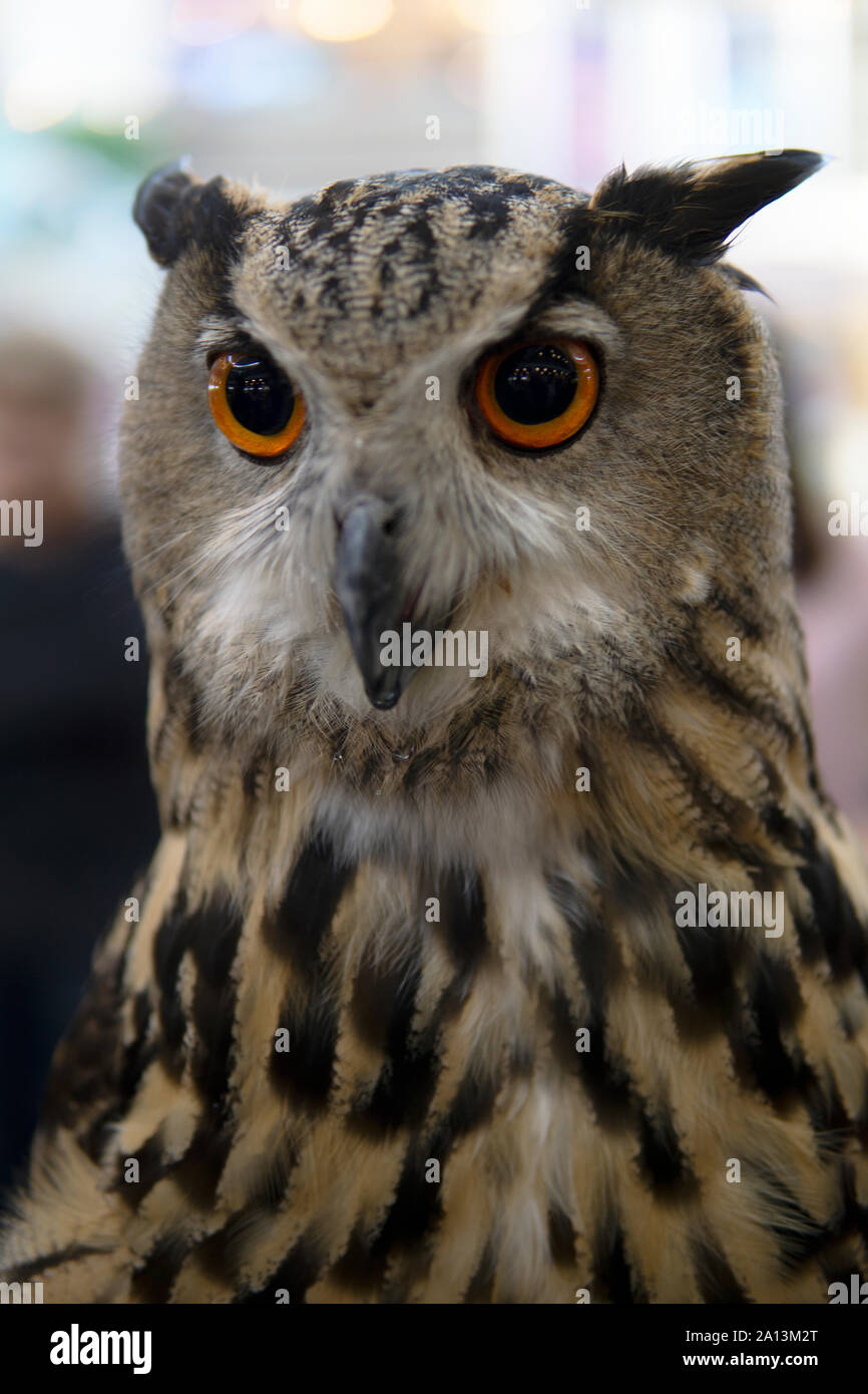 Wildlife exhibition hi-res stock photography and images - Alamy