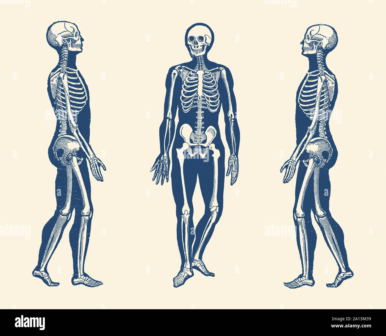 Anatomy diagram showing ribs hi-res stock photography and images - Alamy