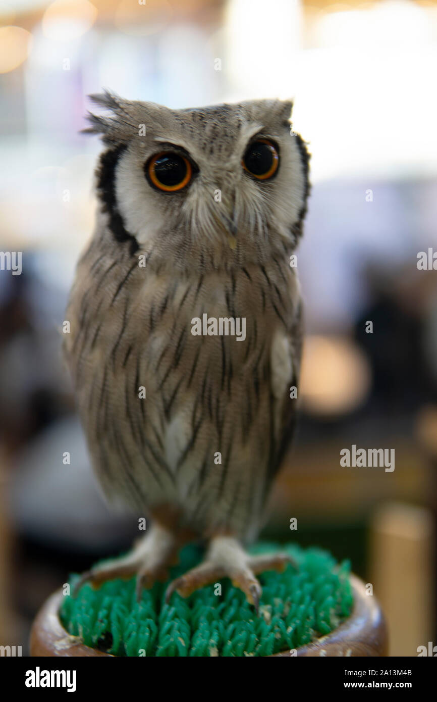 An owl on display in a birds and wildlife exhibition Stock Photo - Alamy