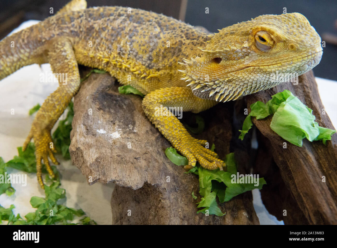 An iguana on display in a birds and wildlife exhibition show. It can be ...