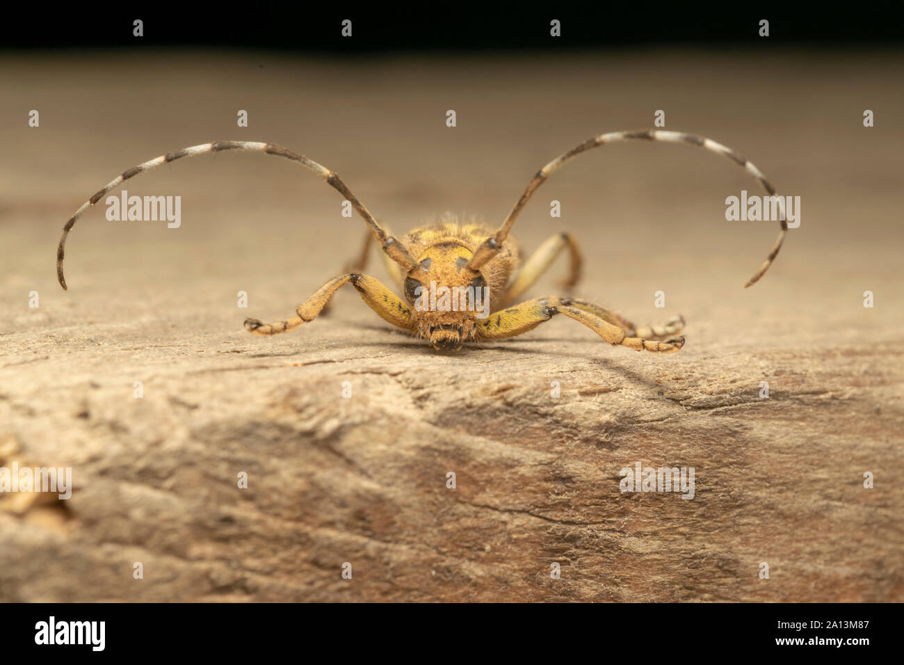 longhorn beetle Saperda scalaris is a species of beetle in the family ...