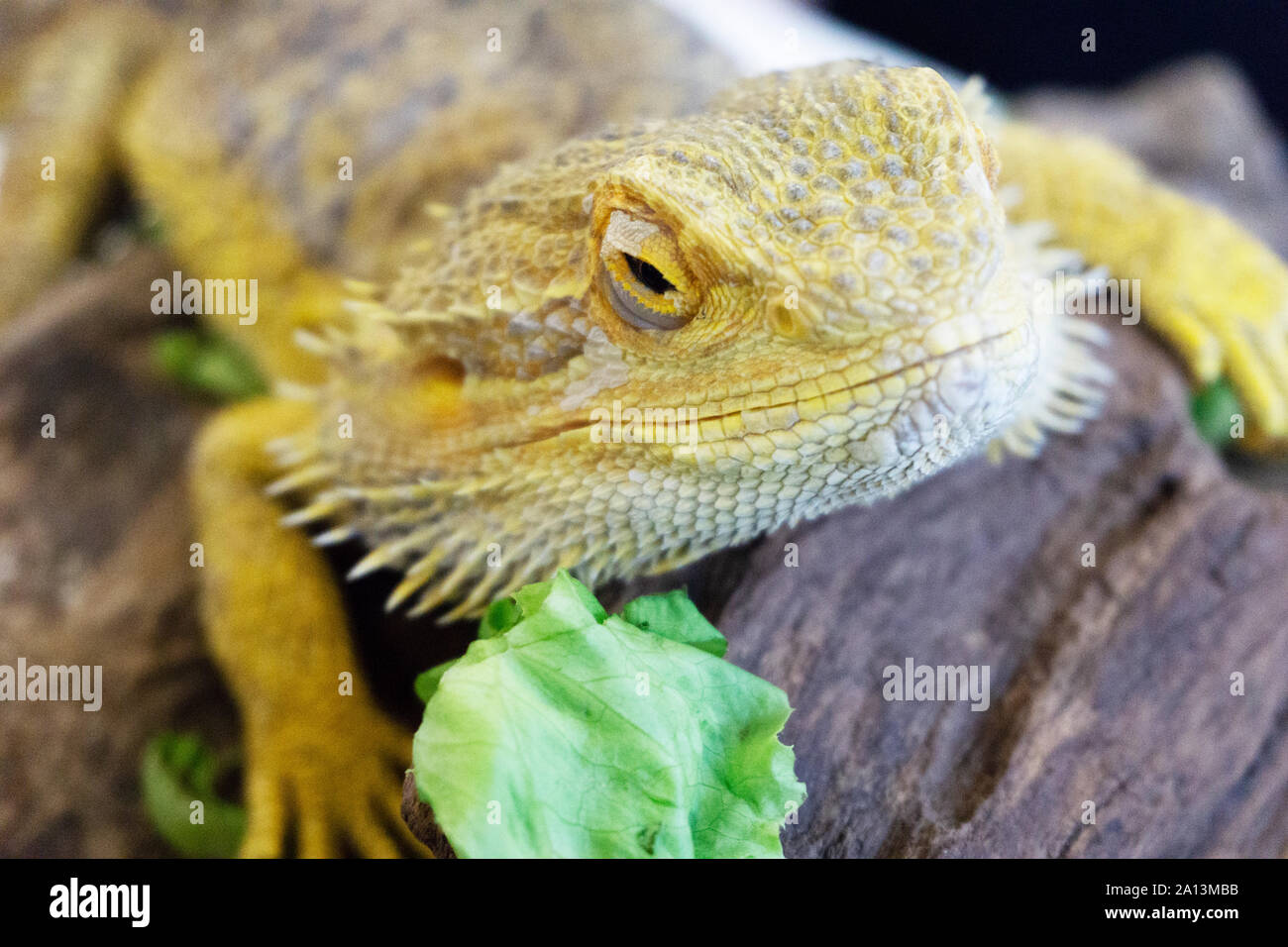 An iguana on display in a birds and wildlife exhibition show. It can be ...