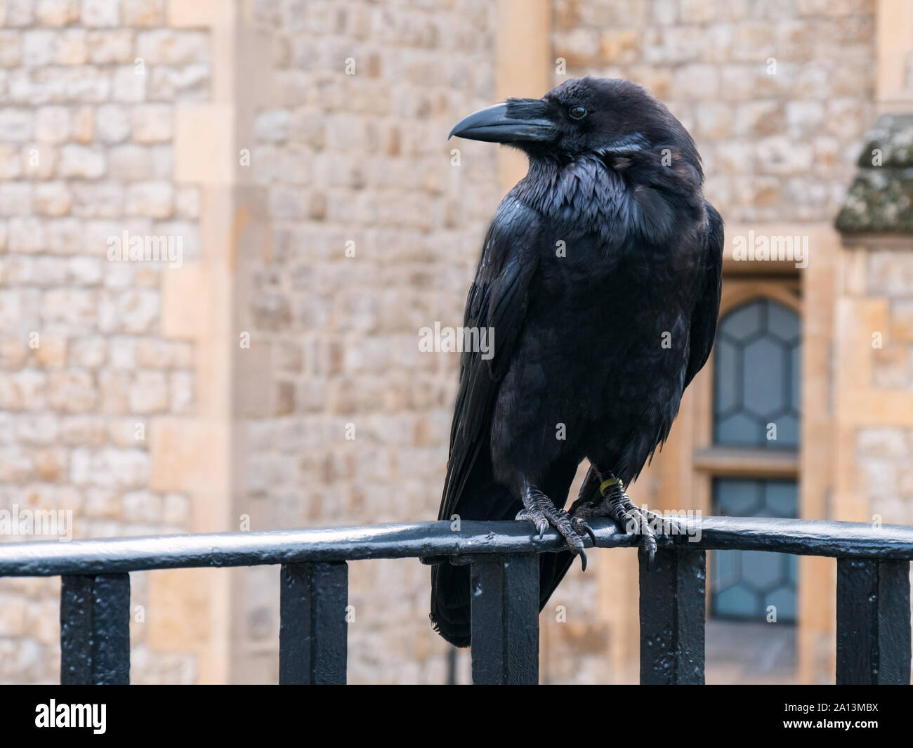 Raven tower of london hi-res stock photography and images - Alamy