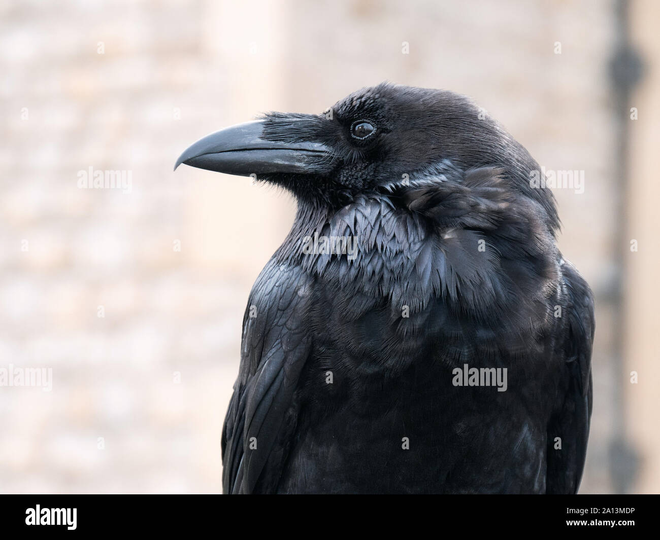 Raven on fence hi-res stock photography and images - Alamy