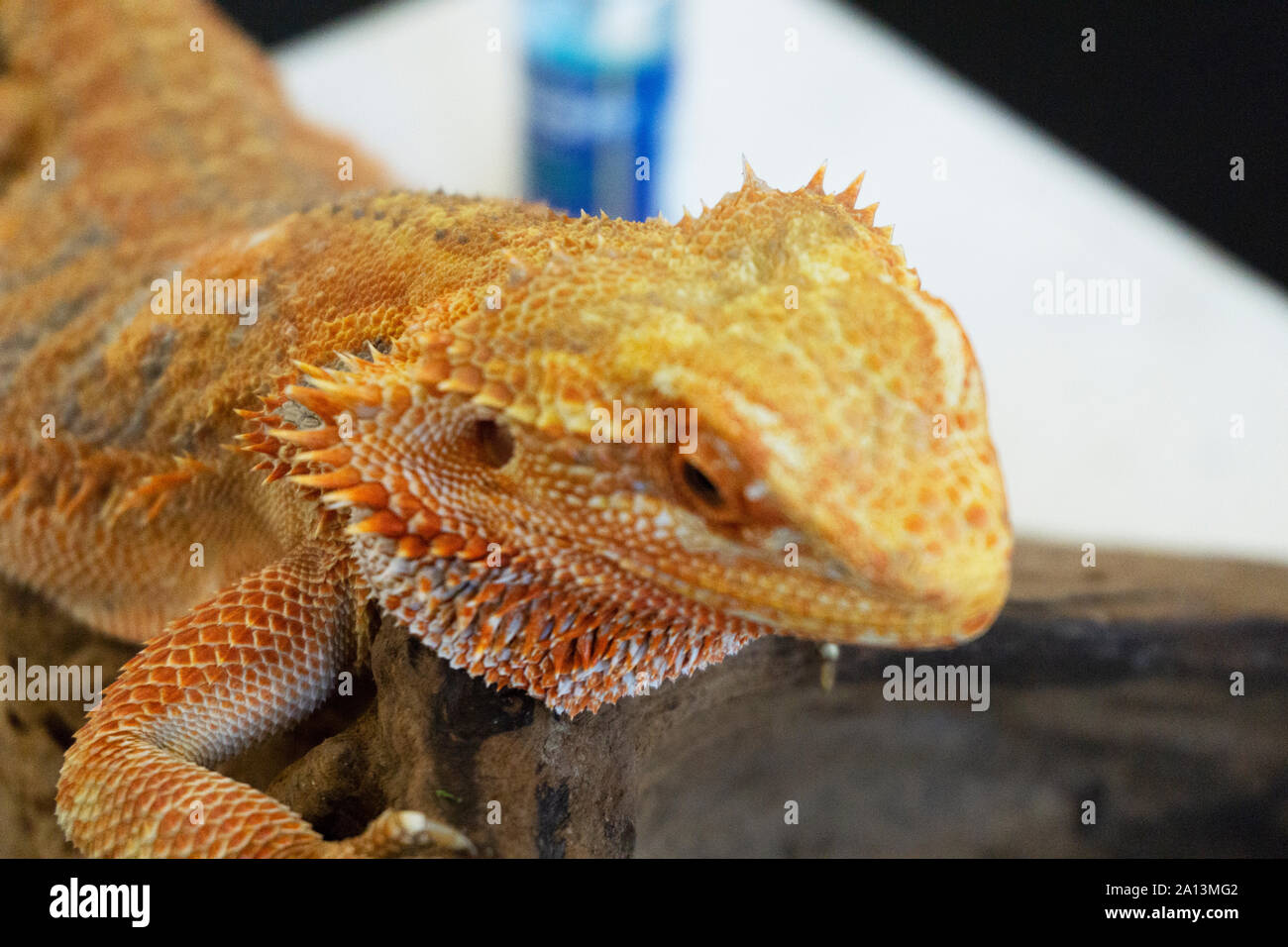 An iguana on display in a birds and wildlife exhibition show. It can be ...