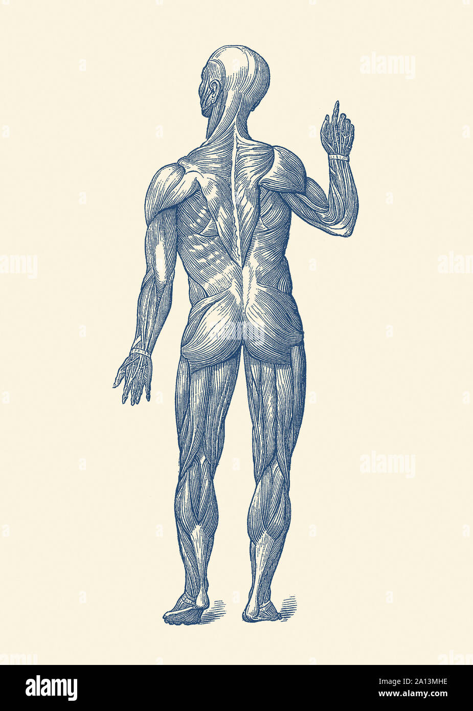 Anatomy rear view back human hi-res stock photography and images - Alamy