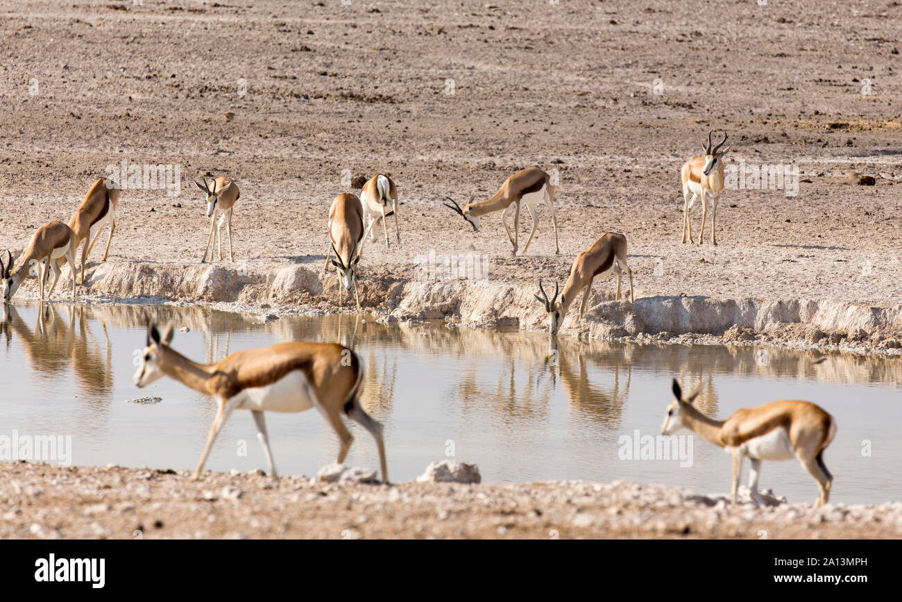Animals arriving at water hole in desert of Namibia Stock Photo - Alamy