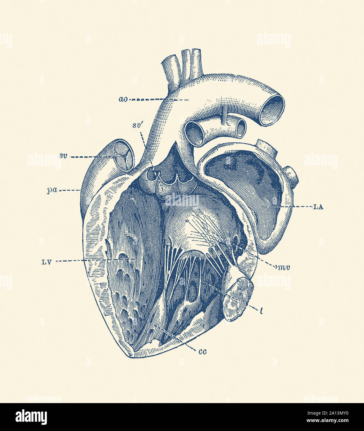 Heart anterior view hi-res stock photography and images - Alamy