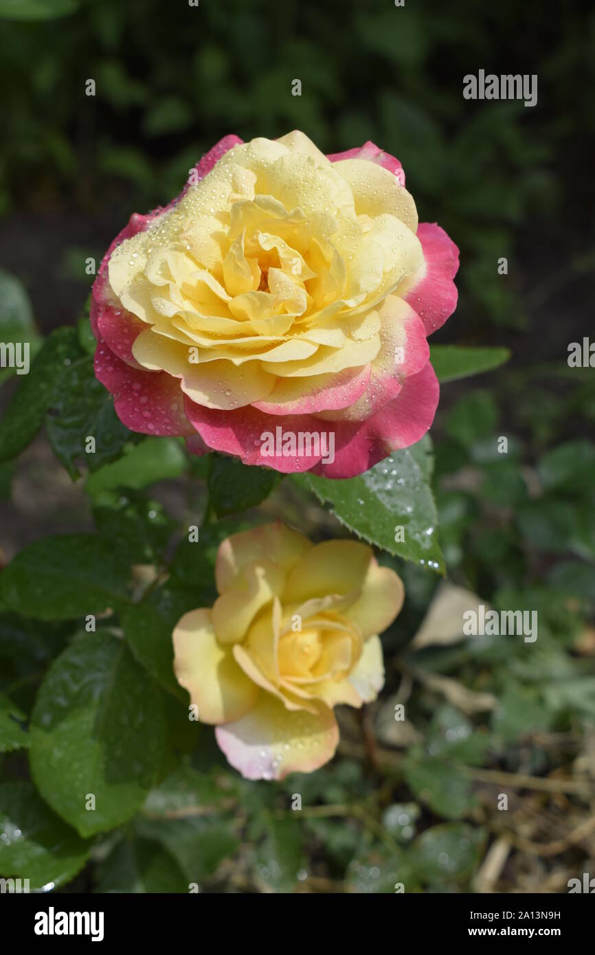 A Plant with colour changing roses. Multicolour roses with amazing ...