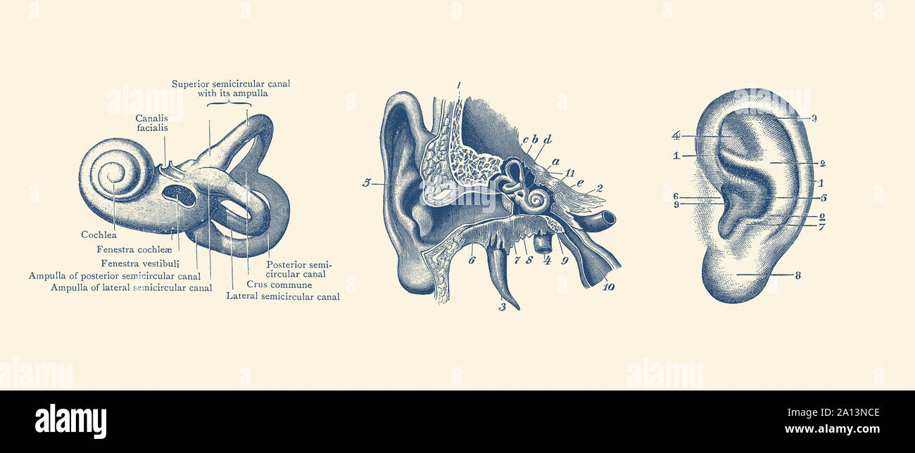 Vintage anatomy print showing three views of the human ear Stock Photo ...