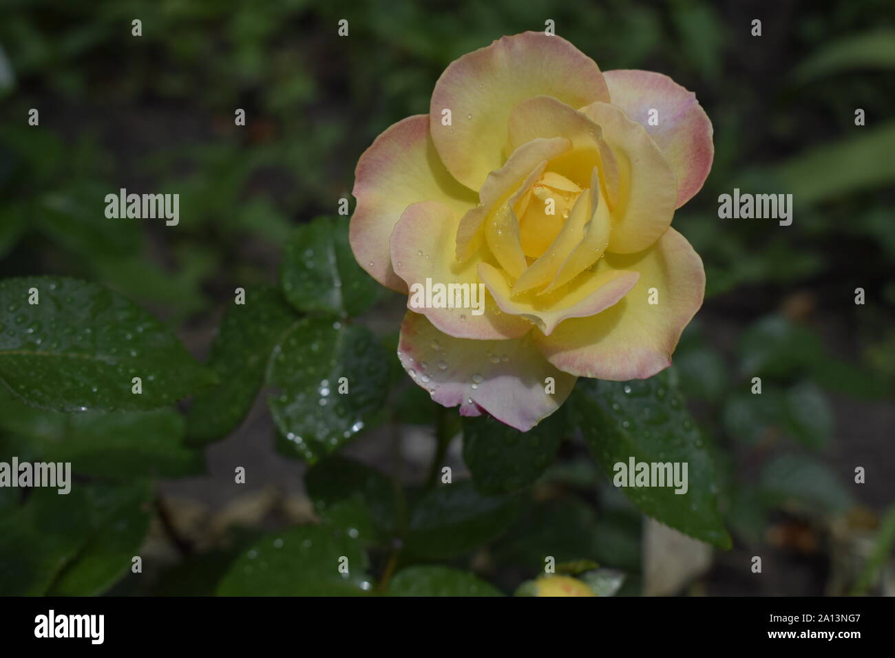 A Plant with colour changing roses. Multicolour roses with amazing ...
