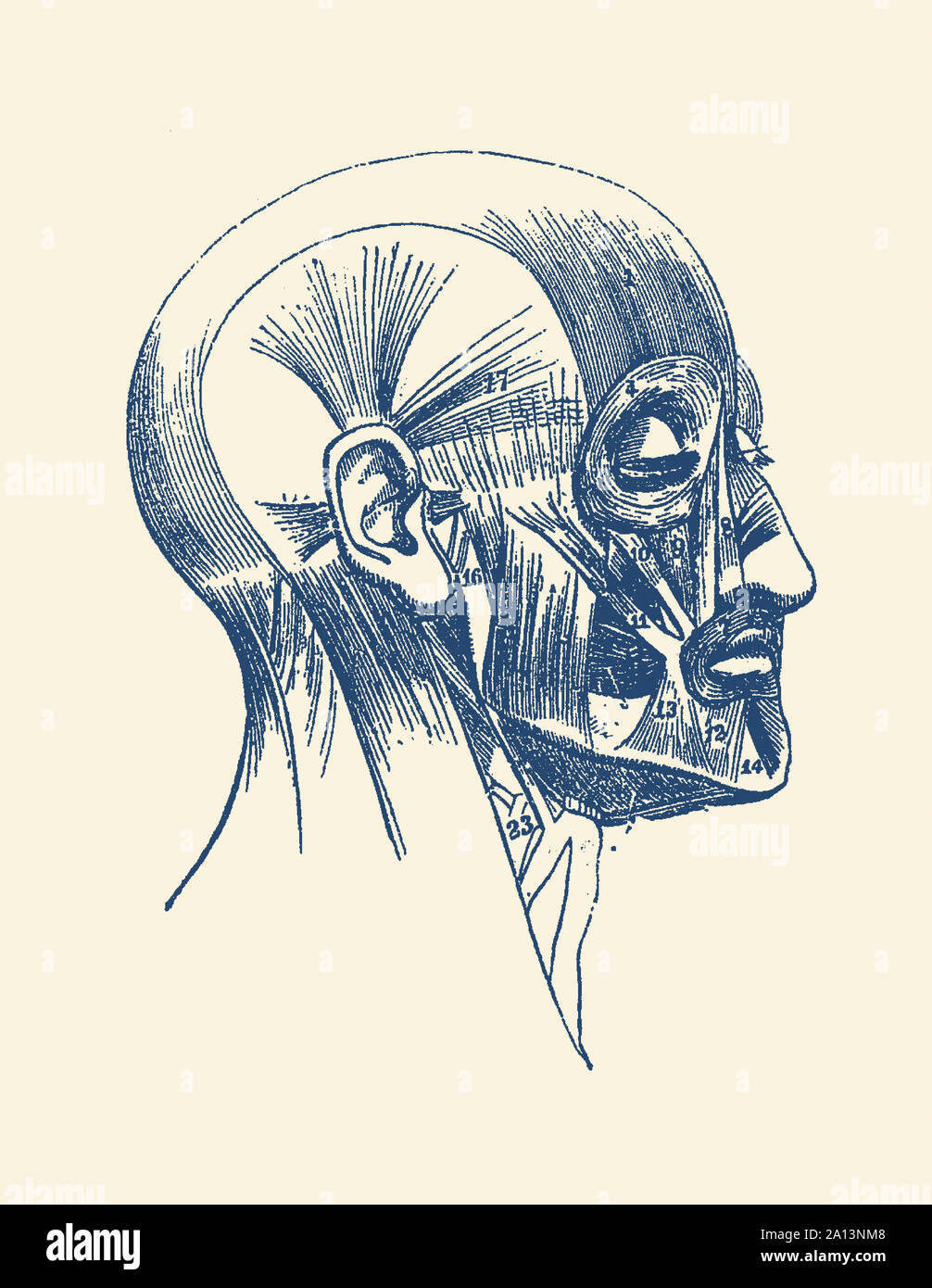 Vintage anatomy print showing the side view of the facial muscles Stock ...