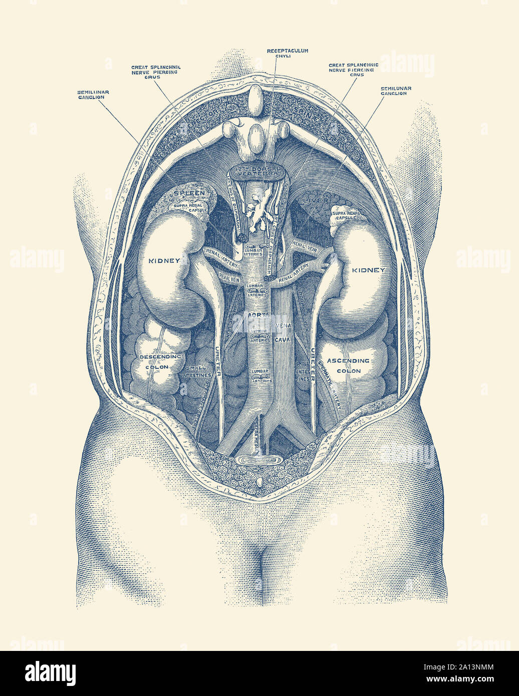 Vintage anatomy print of the human kidney system Stock Photo - Alamy