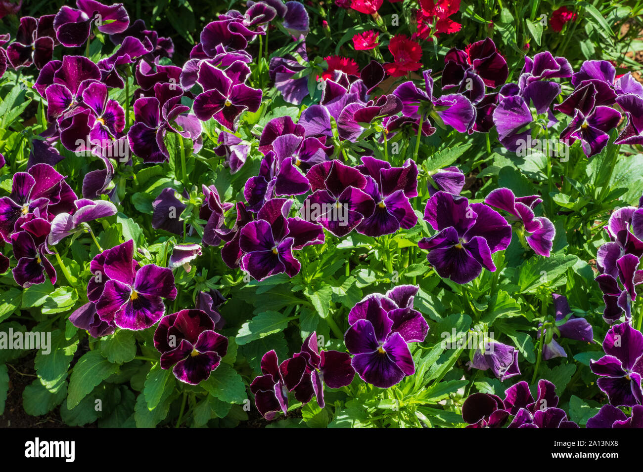 Purple viola flowers Stock Photo - Alamy
