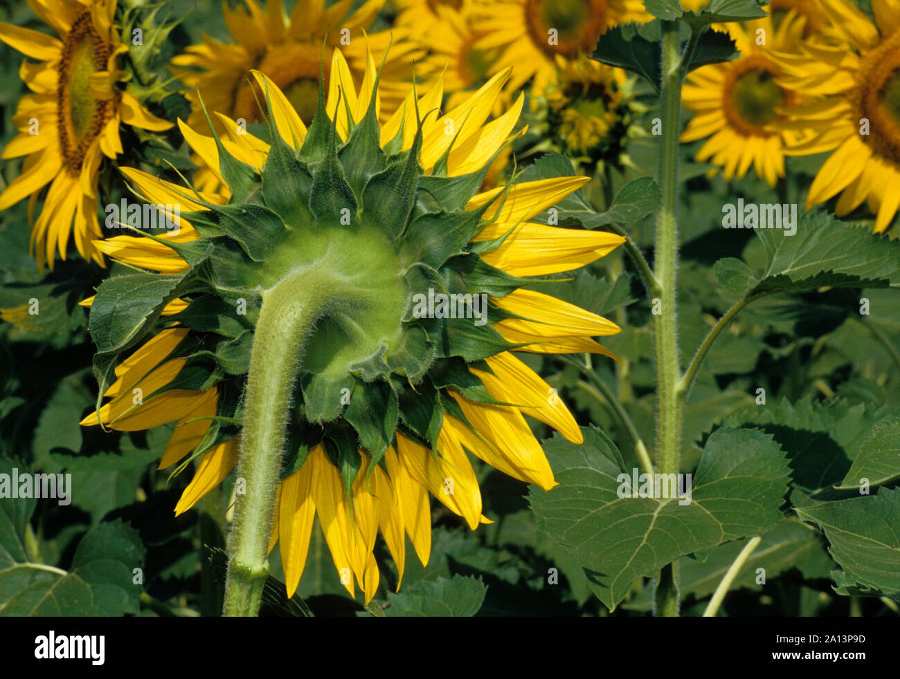 Backside of sunflower hi-res stock photography and images - Alamy