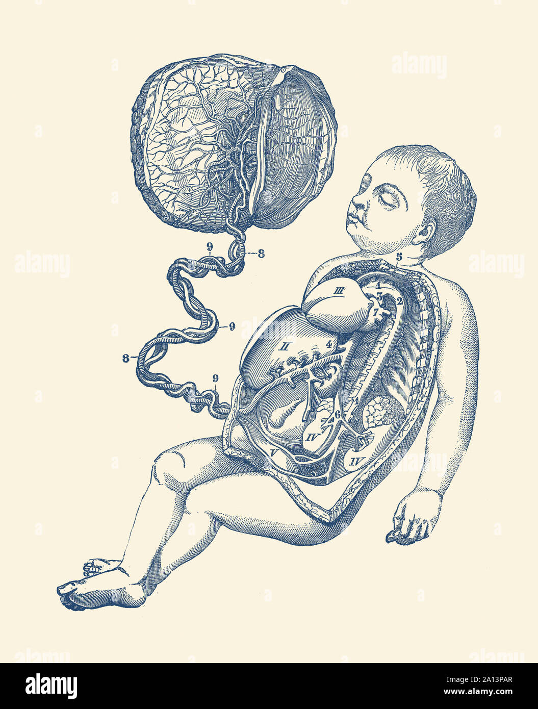 Placenta baby hi-res stock photography and images - Alamy