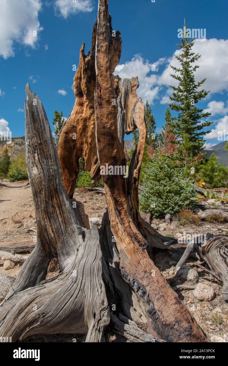 Knobby tree hi-res stock photography and images - Alamy