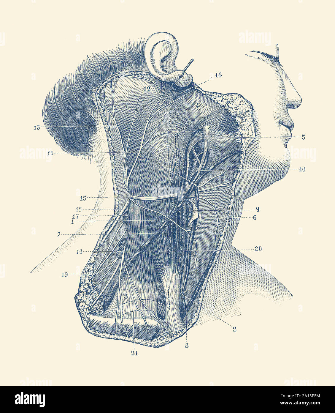 Diagram of the muscular and circulatory systems throughout the front of ...
