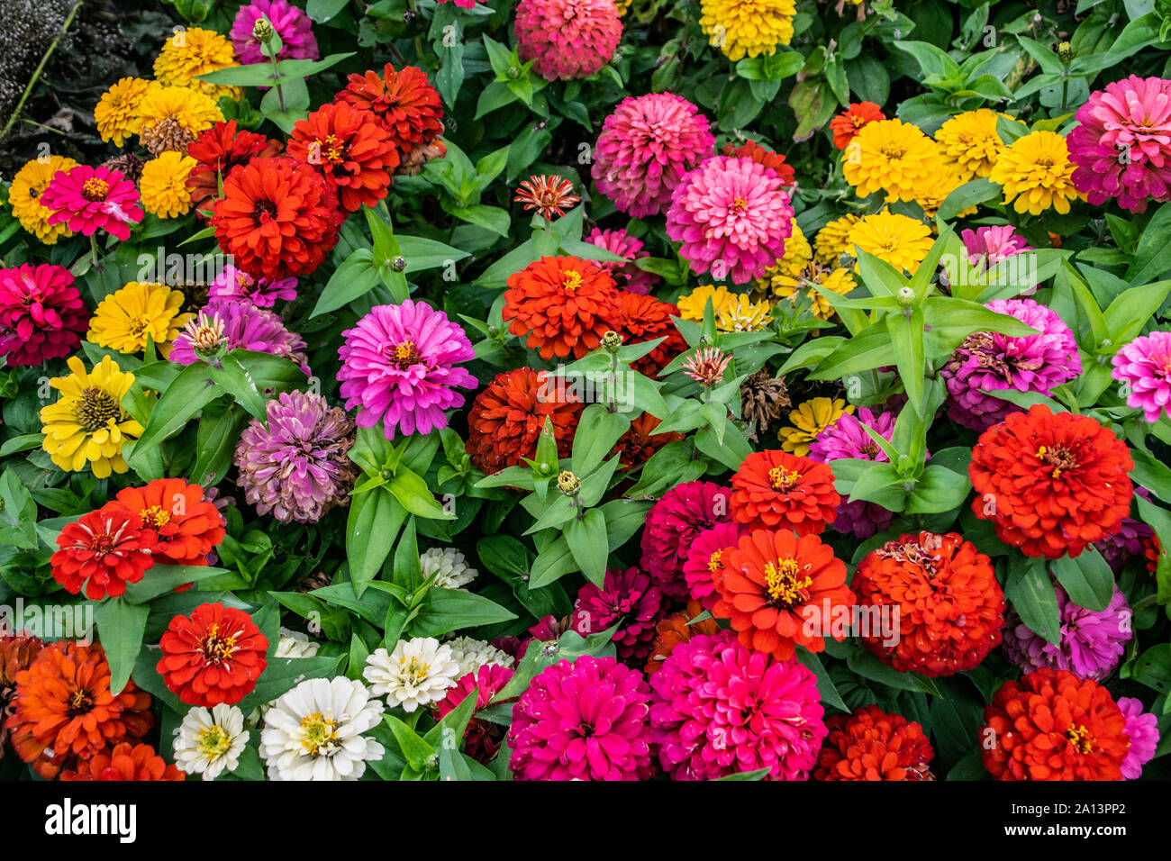Floral Display - Common Zinnia Stock Photo - Alamy
