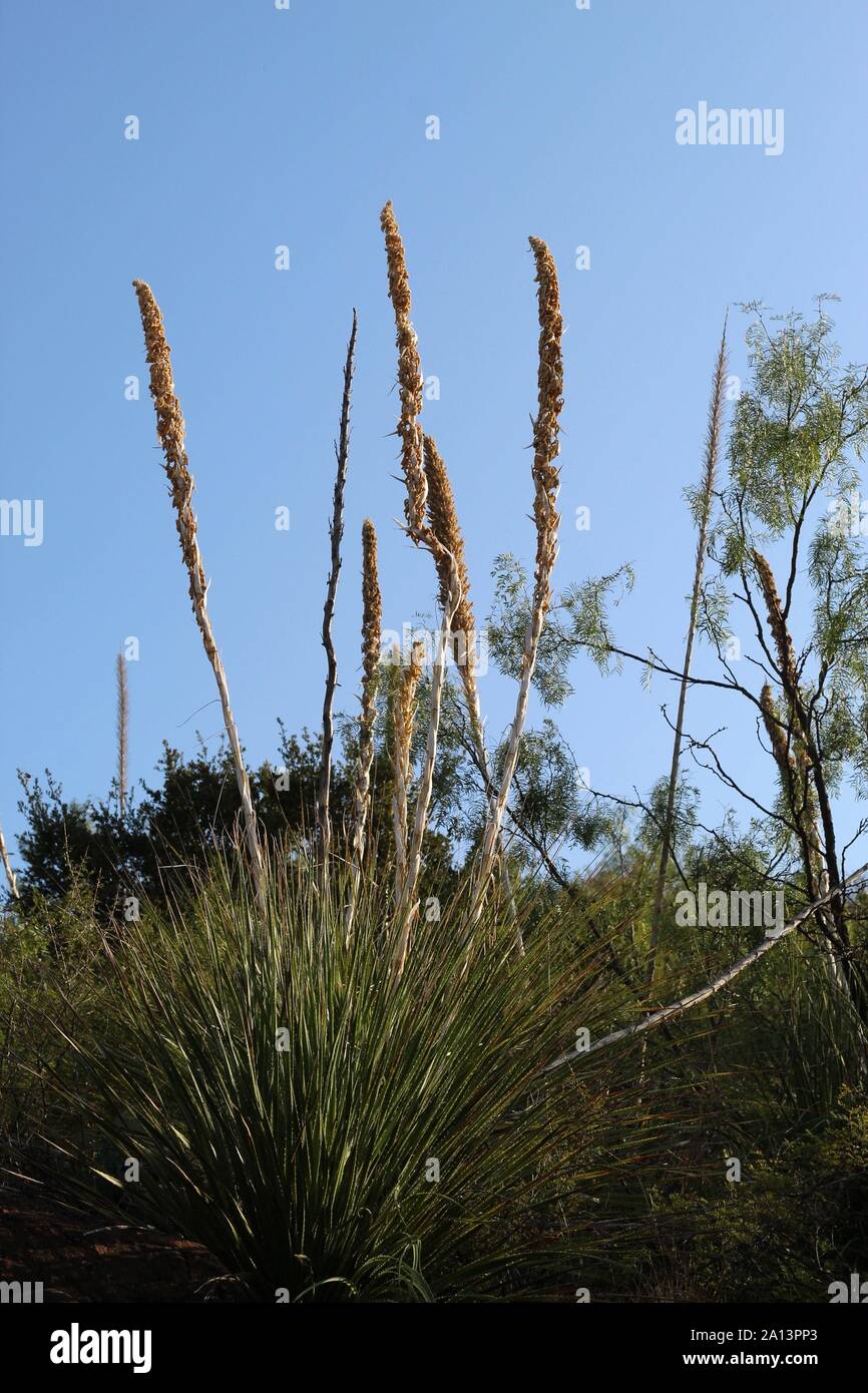 Dasylirion texanum (Texas Sotol Stock Photo - Alamy