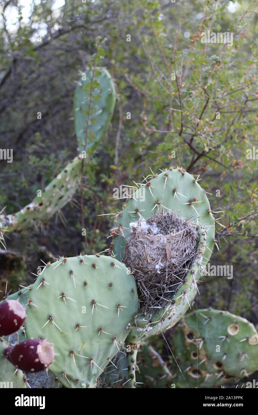 A bird nest attached to a prickly pear cactus Stock Photo - Alamy