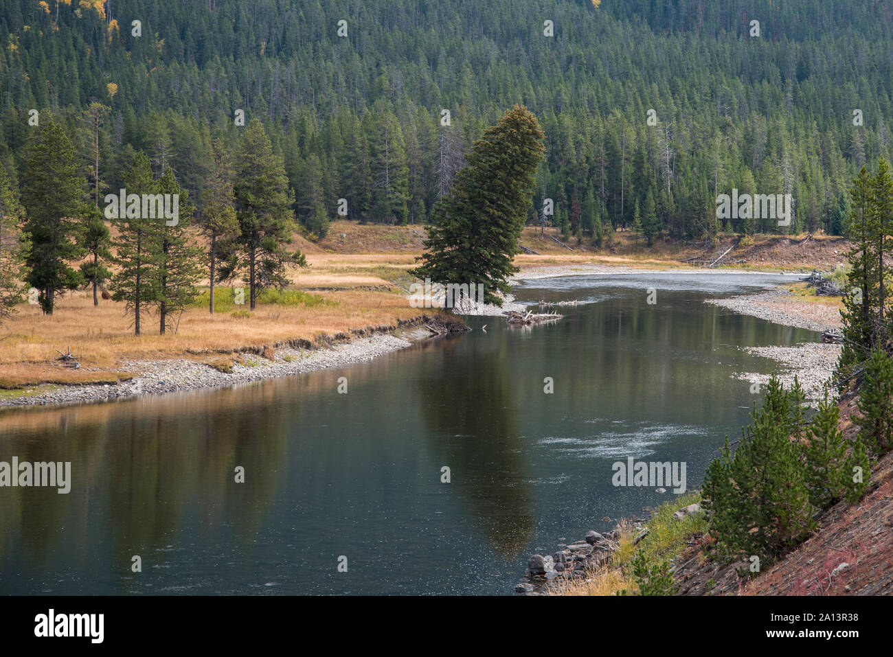Slate Tree at the Yellowstone River Stock Photo - Alamy