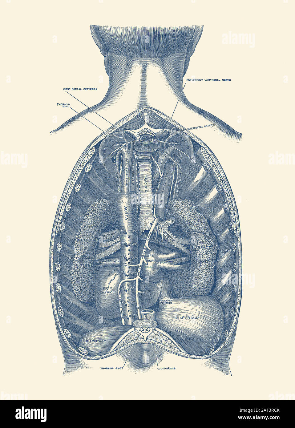 Vintage anatomy print of the diaphragm, showcasing the aorta and ...