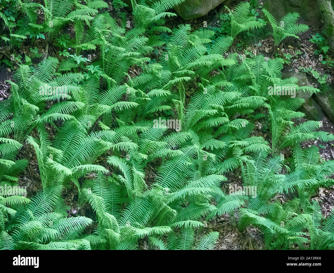 Forest ferns as ostrich feathers in the forest, The valley of the river ...