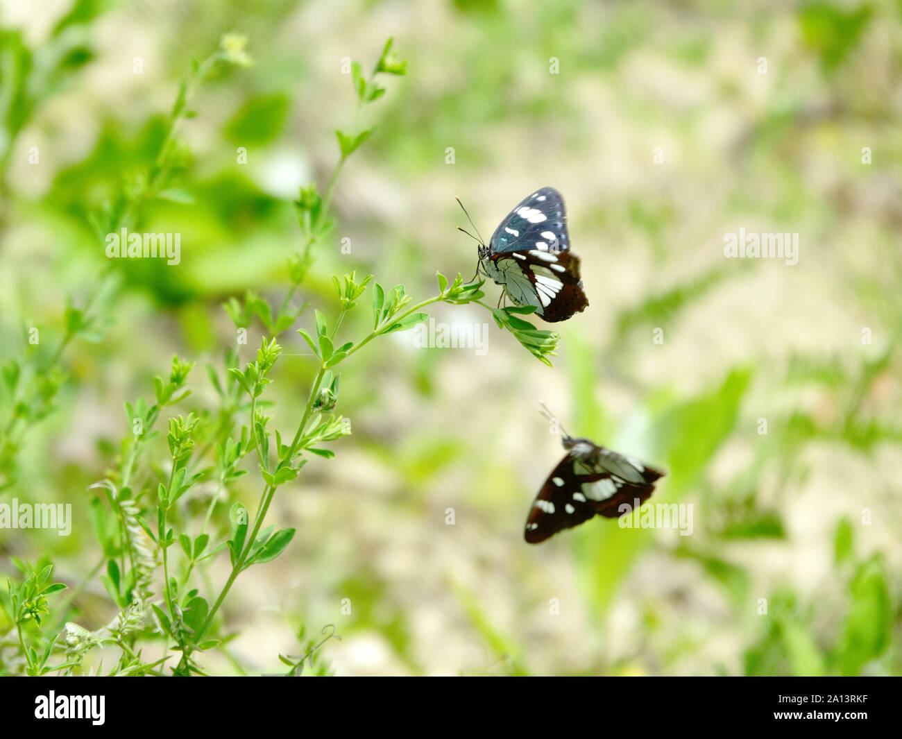 butterfly Neptis sp. or Limenitis sp. mating dance. Valley of river ...