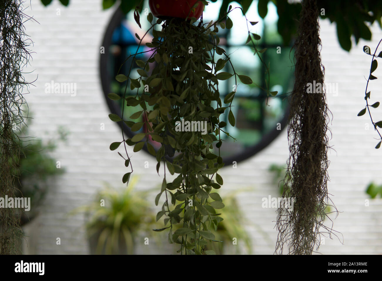 Circular window view from behind a tree with vines and leaves ...