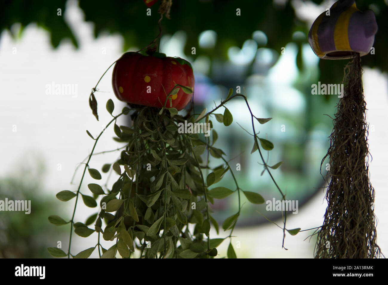 Circular window view from behind a tree with vines and leaves ...