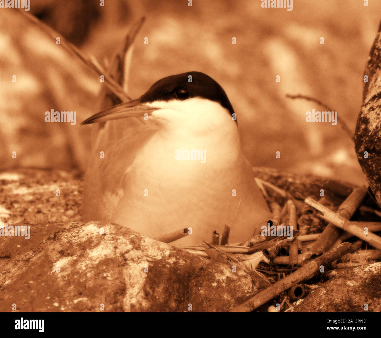 Common gull incubation nest egg hi-res stock photography and images - Alamy