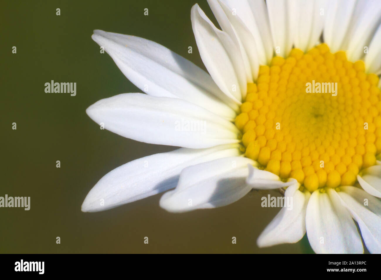 Half of the petals hi-res stock photography and images - Alamy