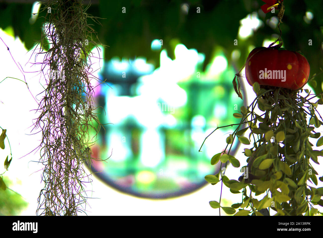 Circular window view from behind a tree with vines and leaves ...