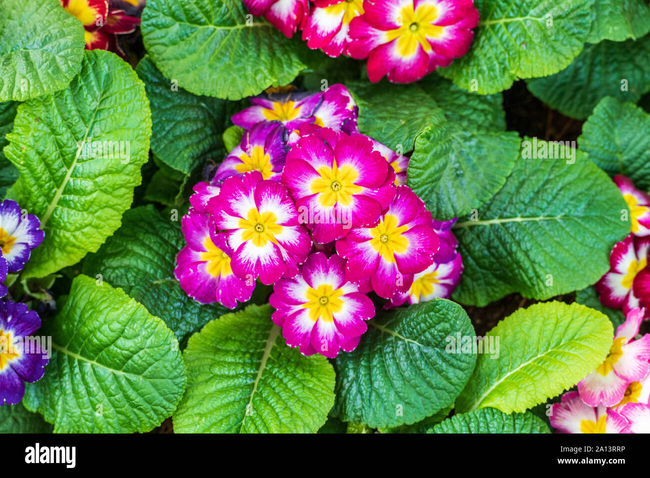 Pink colourful primrose flowers Stock Photo - Alamy