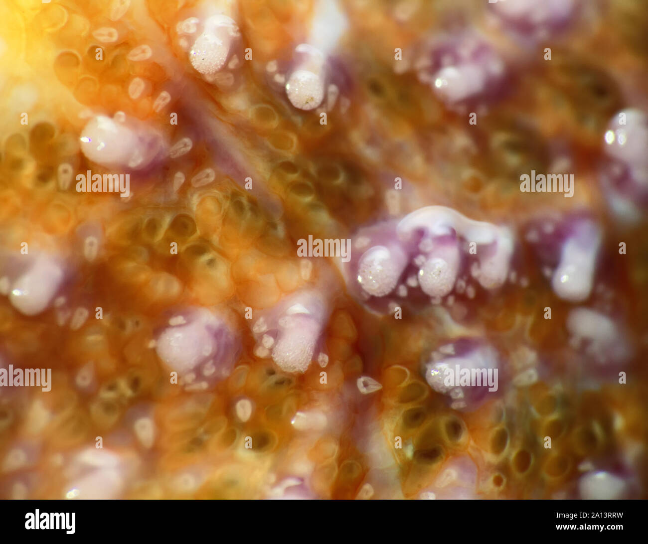 starfish ultra macro beam hand with suction cups. marine animals of the ...