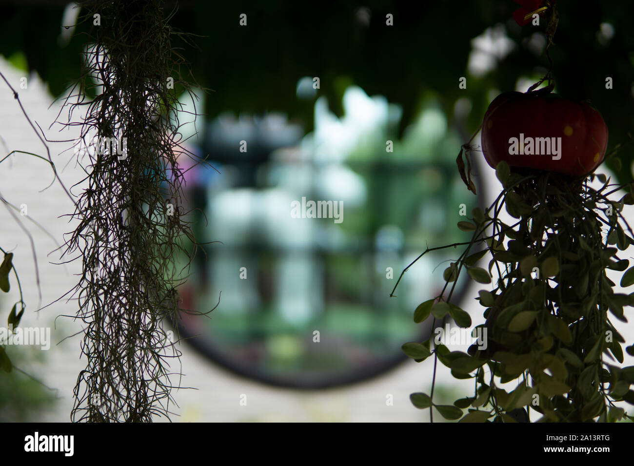 Circular window view from behind a tree with vines and leaves ...