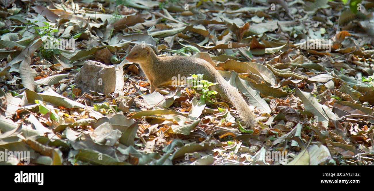 Indian mammals. Mongoose mungo (Herpestes edwardsii) the killer of ...