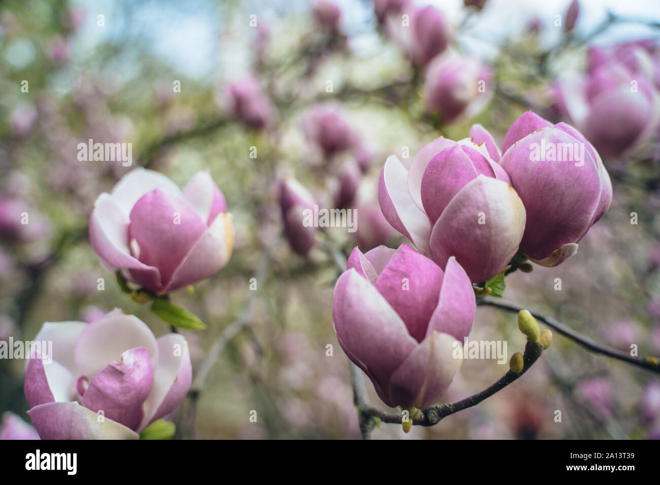 Flowers of pink magnolia. Magnolia tree blossom Stock Photo - Alamy
