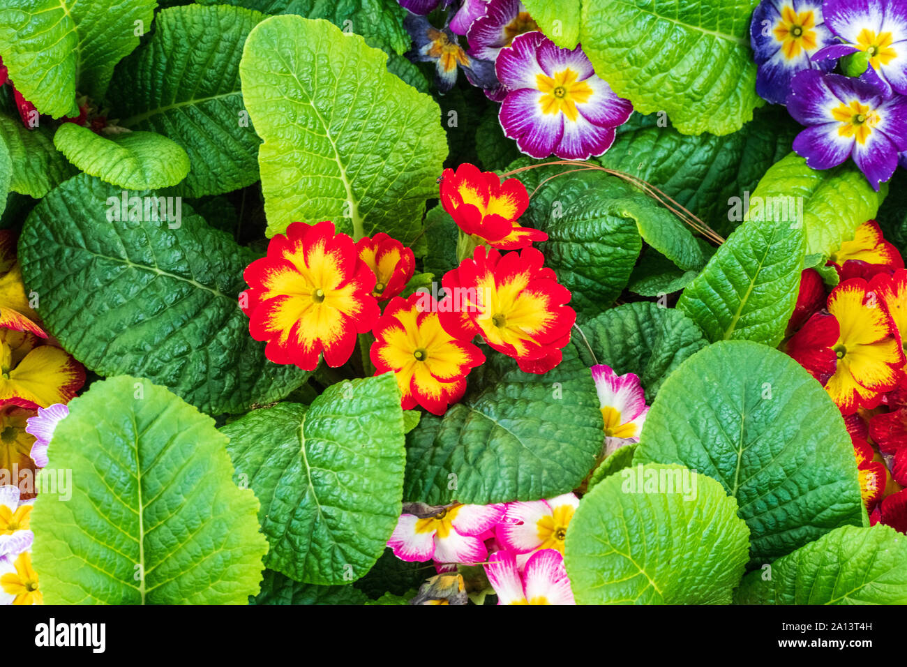 Colourful primrose flowers Stock Photo - Alamy
