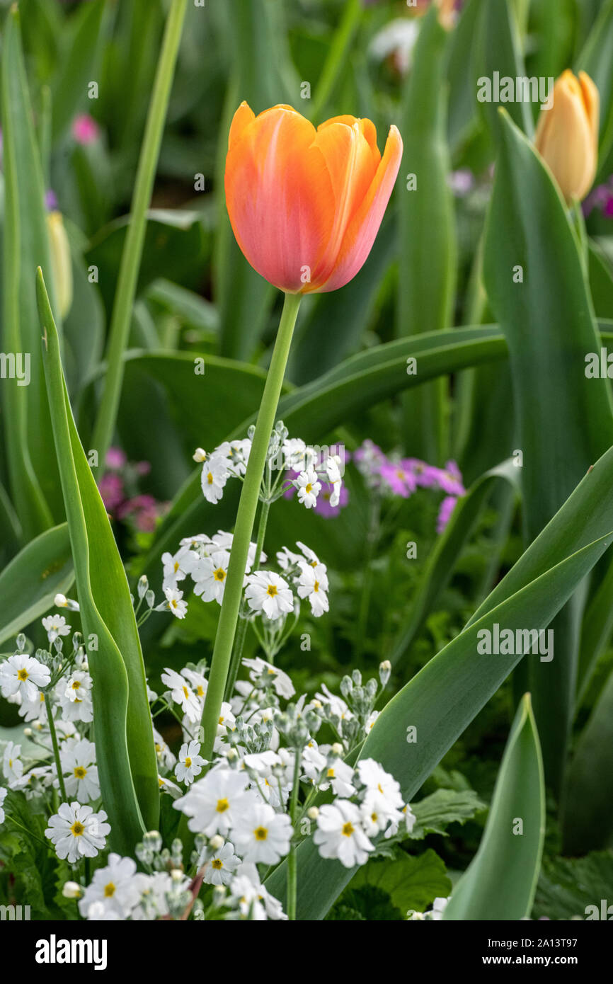 Close up of peach tulip Stock Photo - Alamy