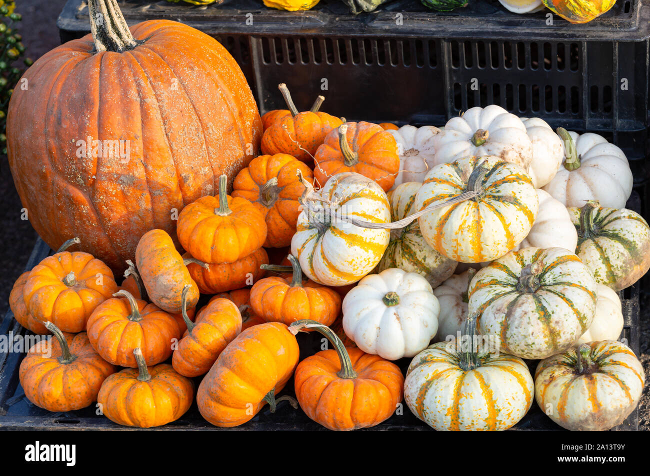 Large outdoor pumpkins hi-res stock photography and images - Alamy