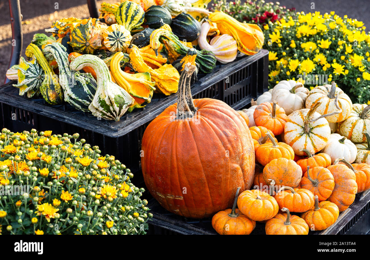 Autumn display of pumpkins, mums and gourds at an outdoor farmer's ...