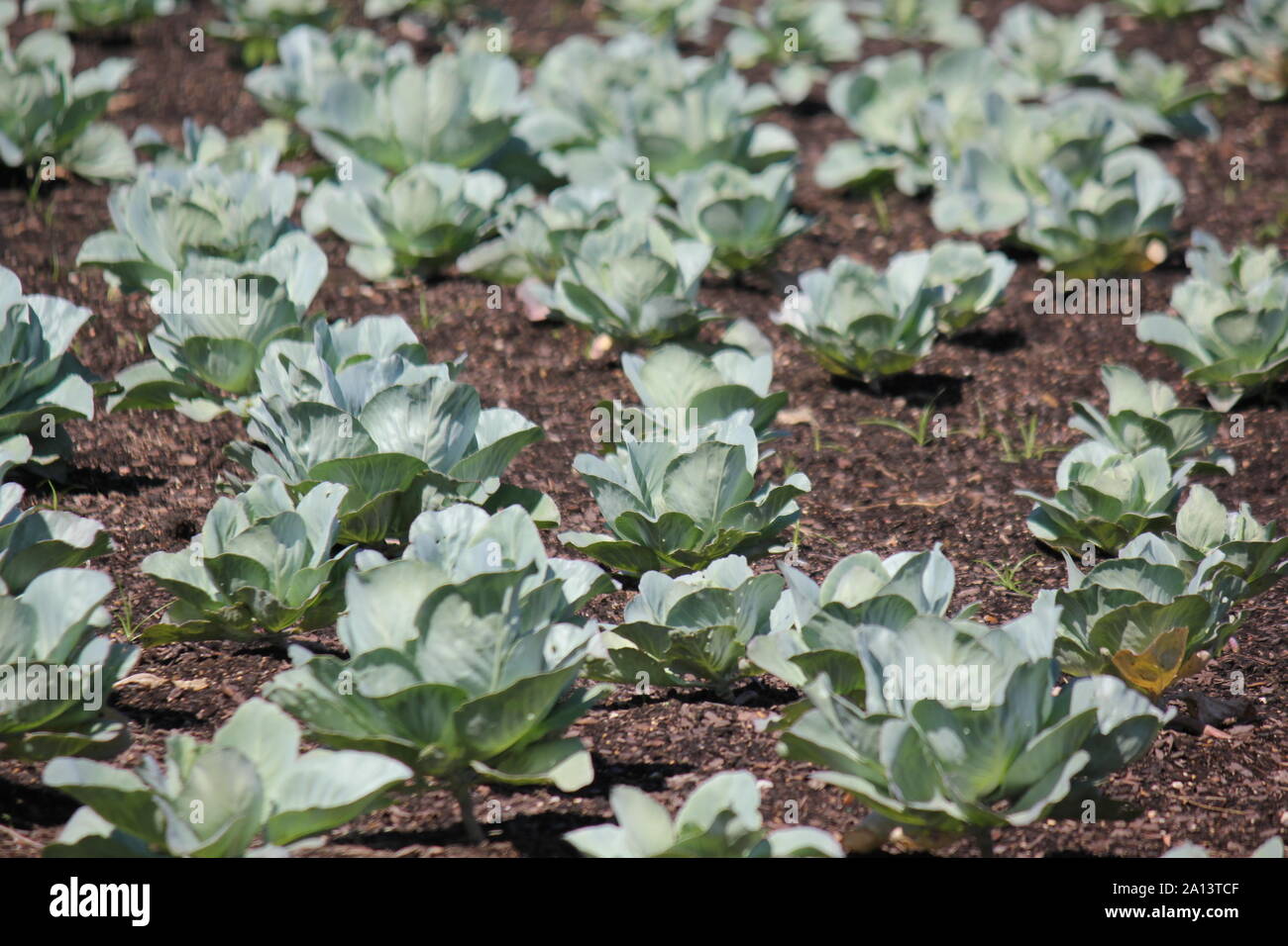 Cabbages huge hi-res stock photography and images - Alamy
