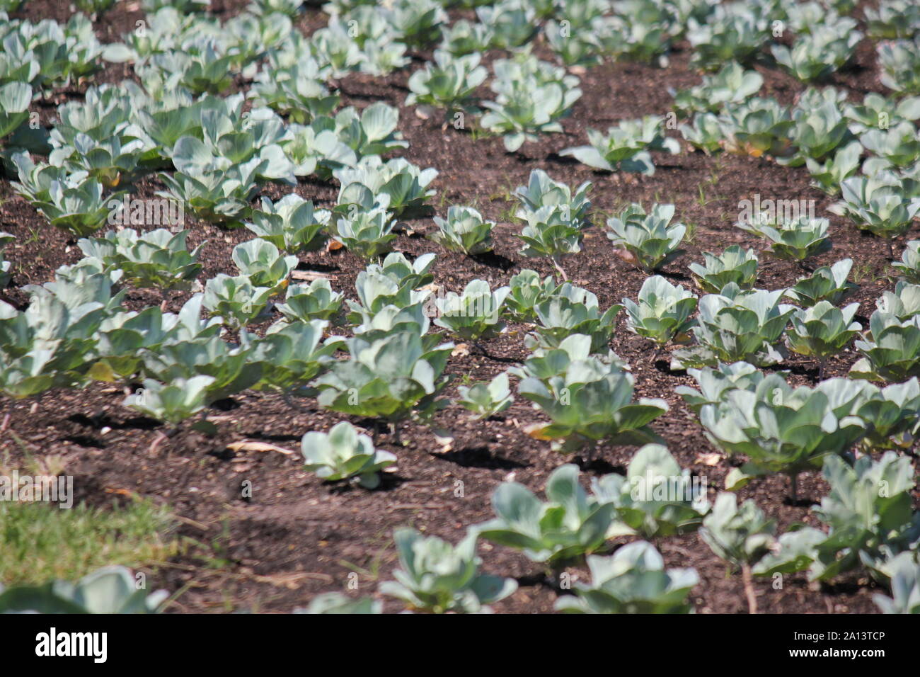 Cabbages huge hi-res stock photography and images - Alamy